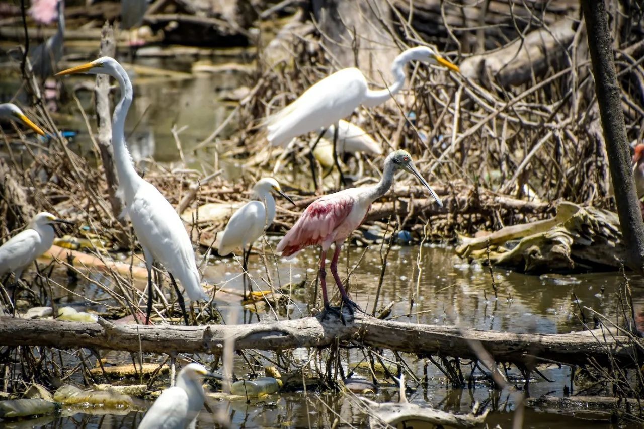 El estado crítico de los manglares en el Atlántico