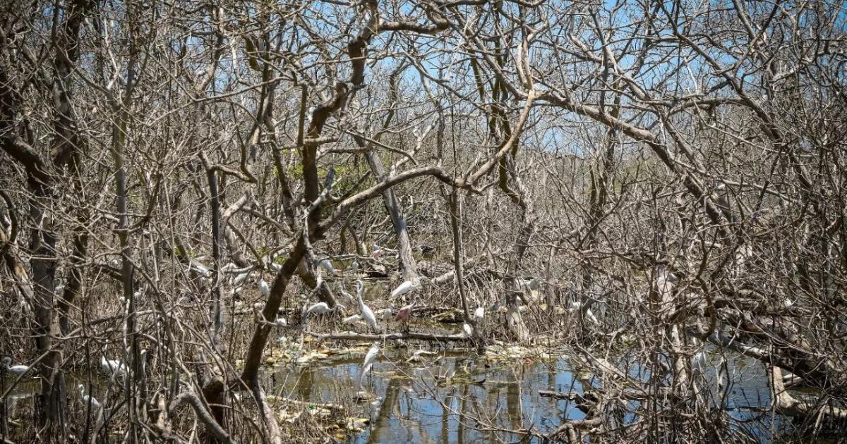 El estado crítico de los manglares en el Atlántico