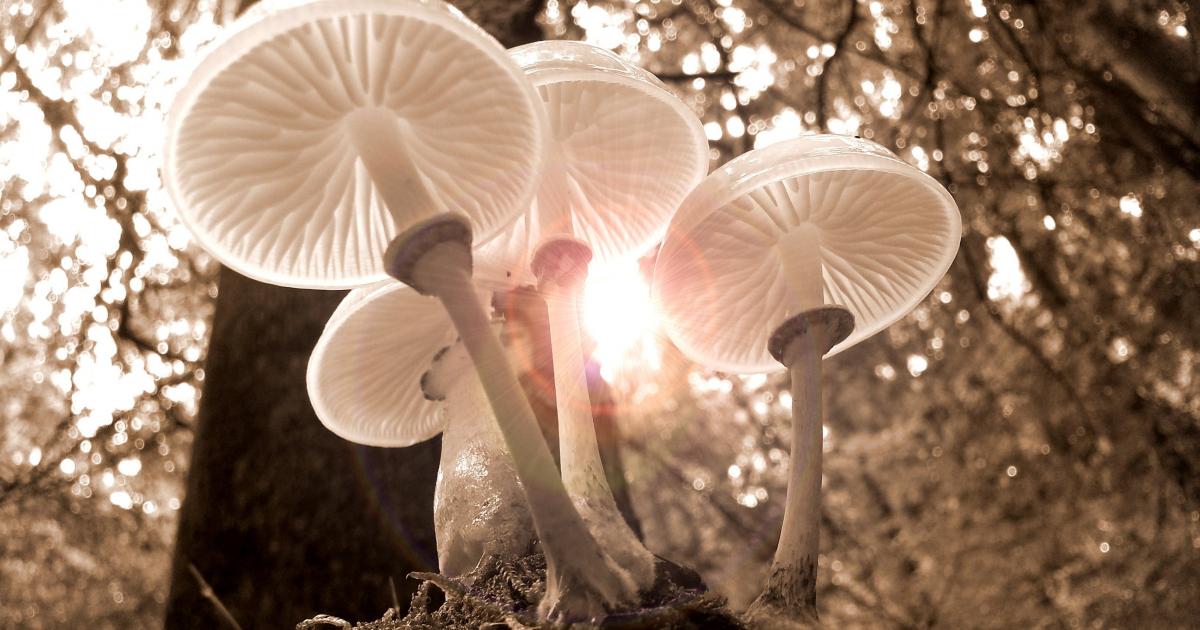 Aparatos electrónicos biodegradables hechos con hongos