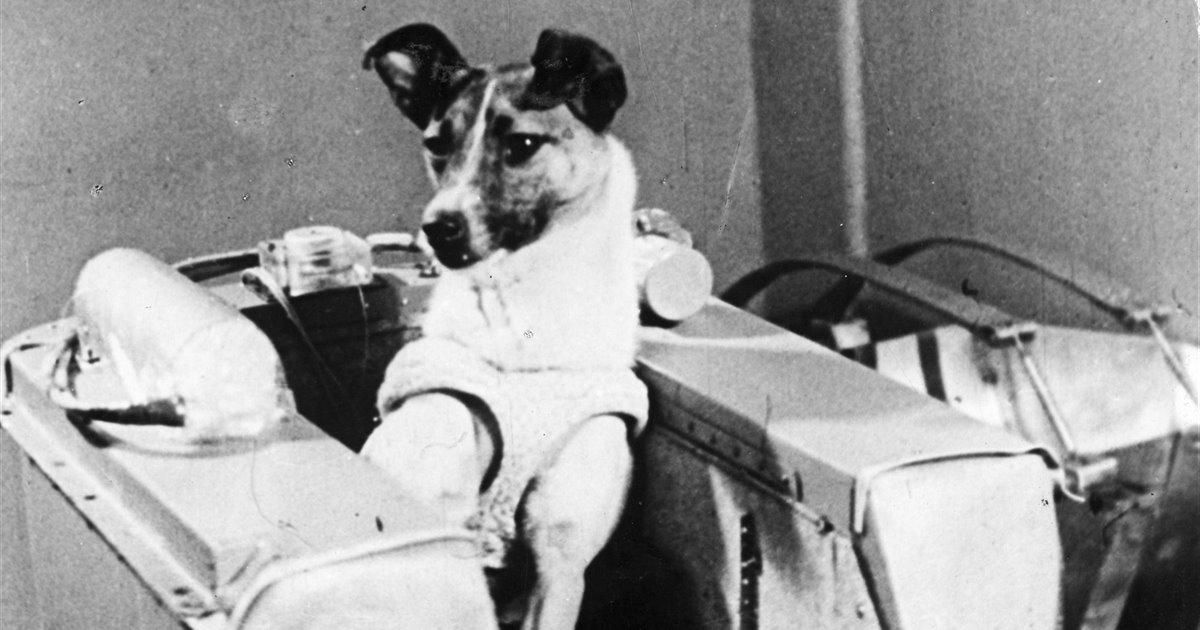 La historia de Laika: la perrita que viajó y murió en el espacio